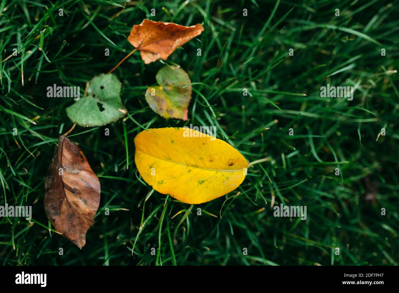 Beautiful spring grass, autumn leaves,background image, suitable for ...