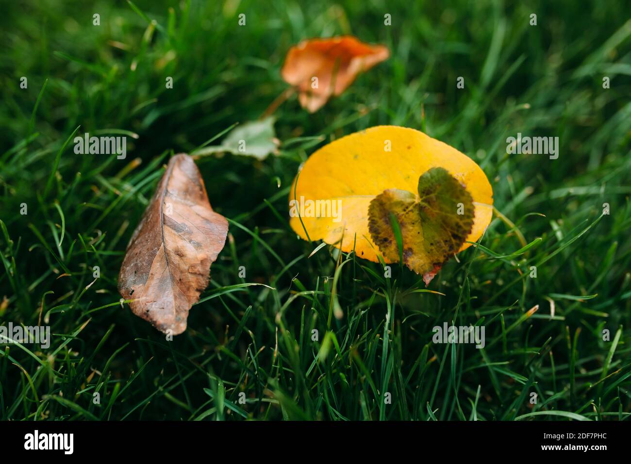 Beautiful spring grass, autumn leaves,background image, suitable for ...