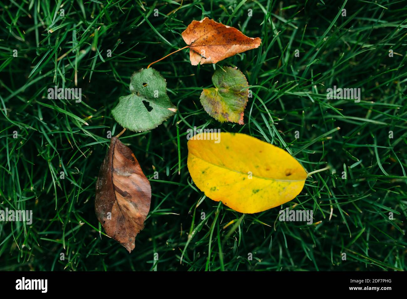 Beautiful spring grass, autumn leaves,background image, suitable for ...
