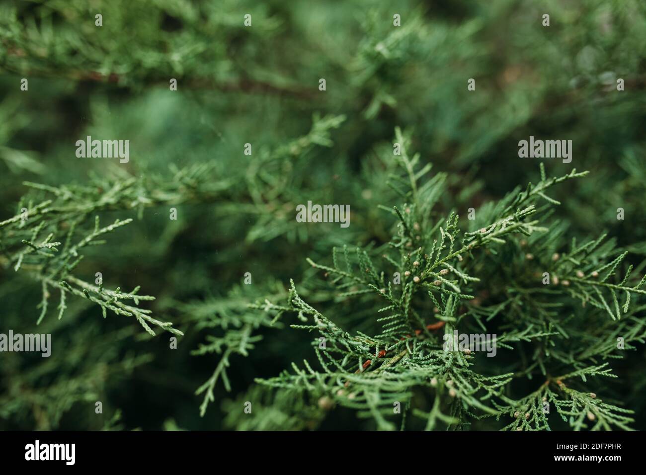 Green twigs of thuja,evergreen,background image to insert the text ...