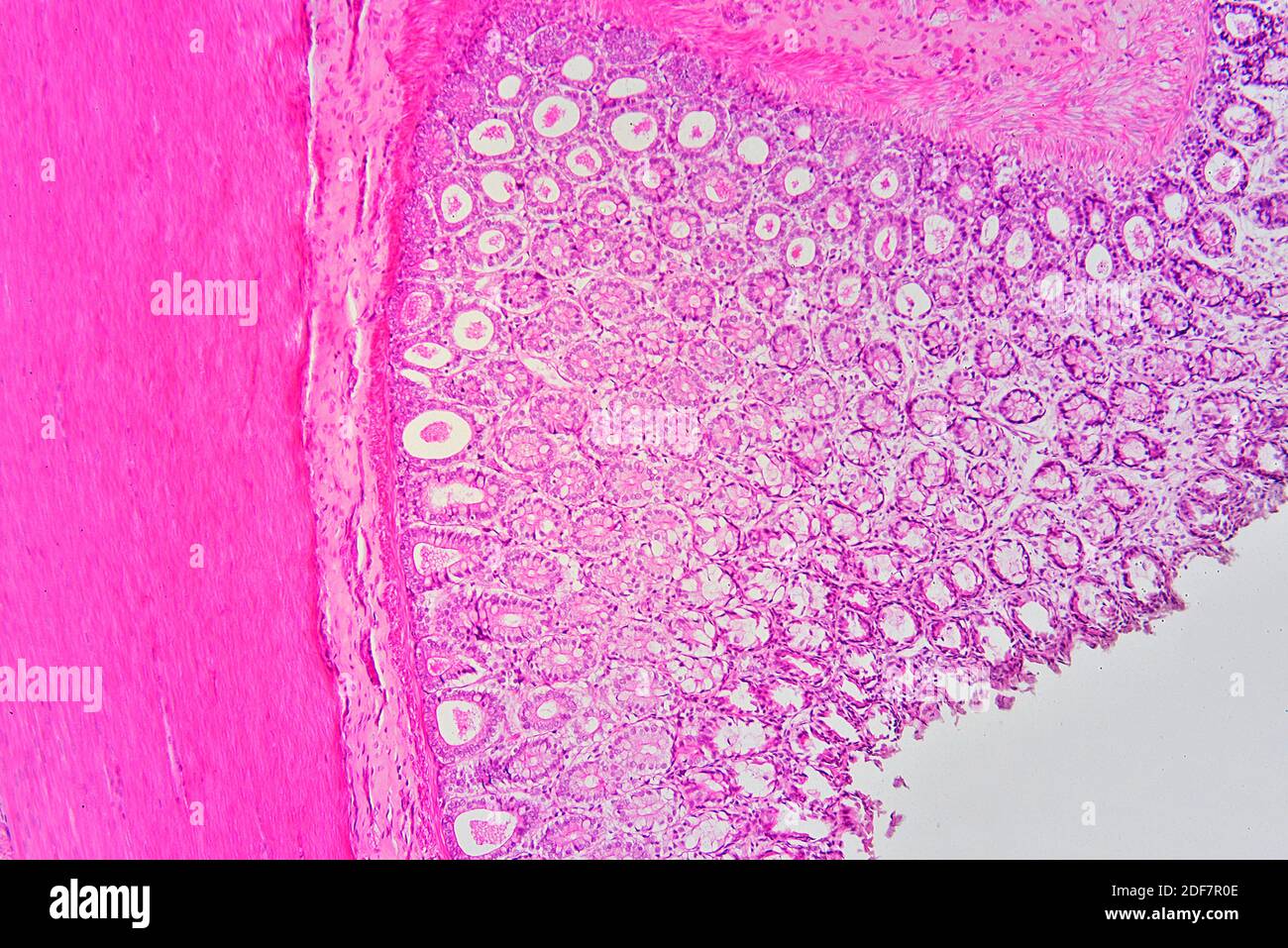 See appendix hi-res stock photography and images - Alamy