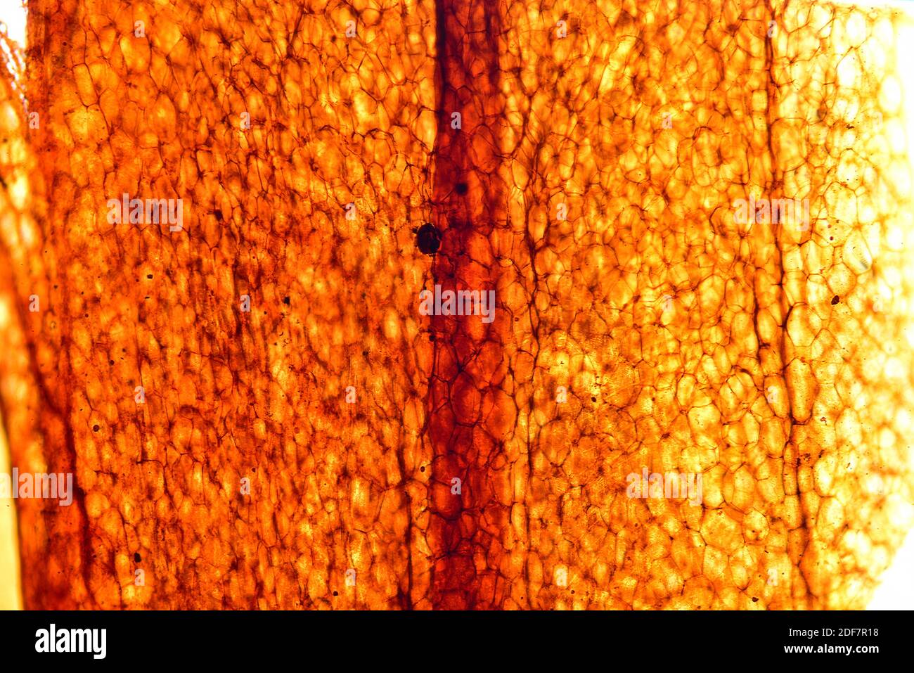 Simple squamous micrograph hi-res stock photography and images - Alamy