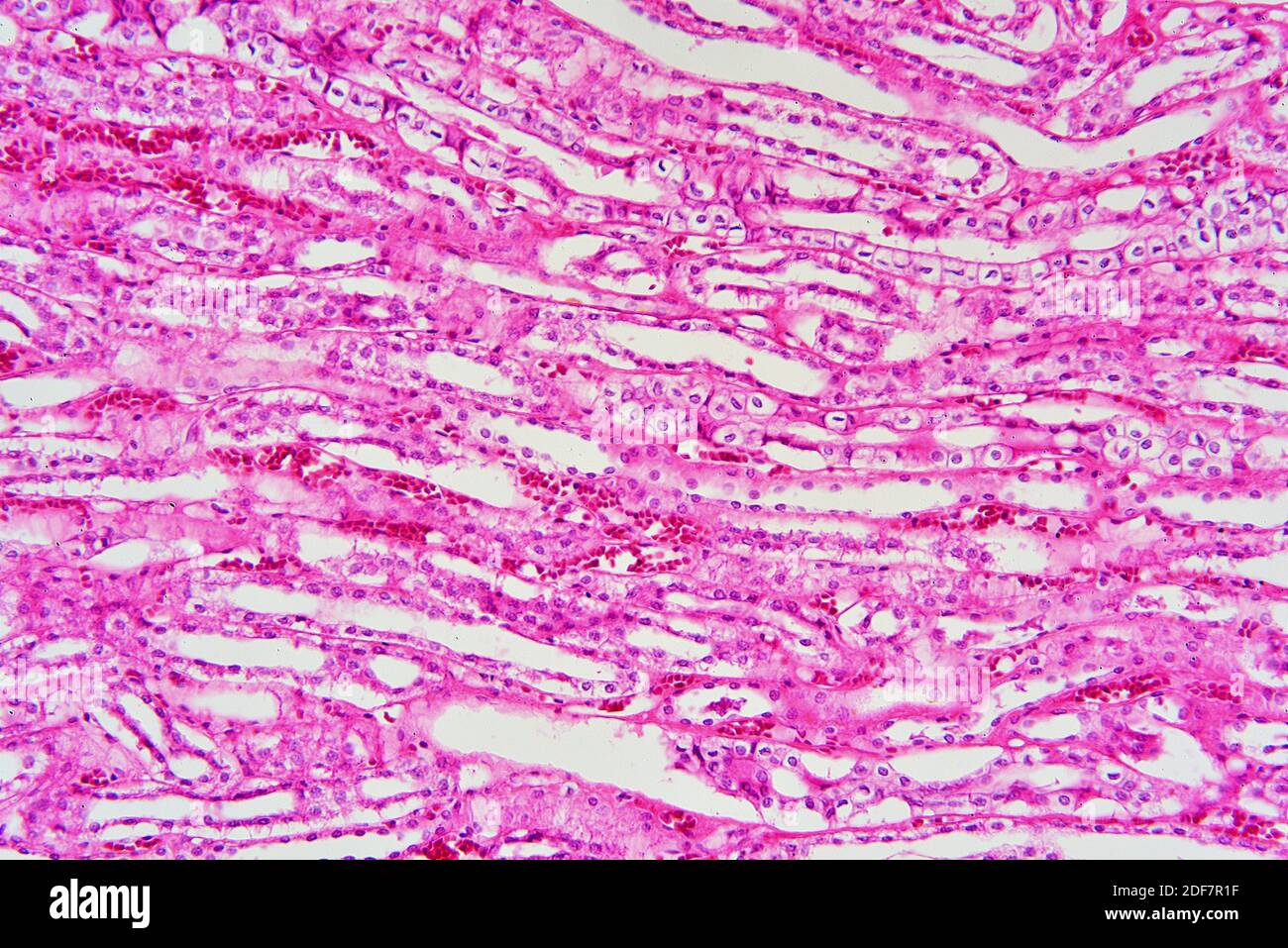 Simple Cuboidal Epithelium Under Microscope