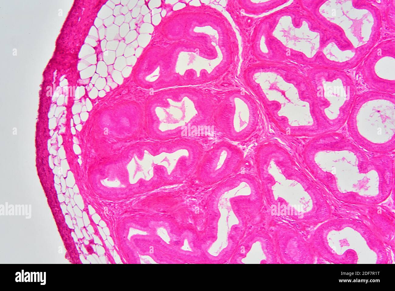 Histology human reproductive system hi-res stock photography and images ...