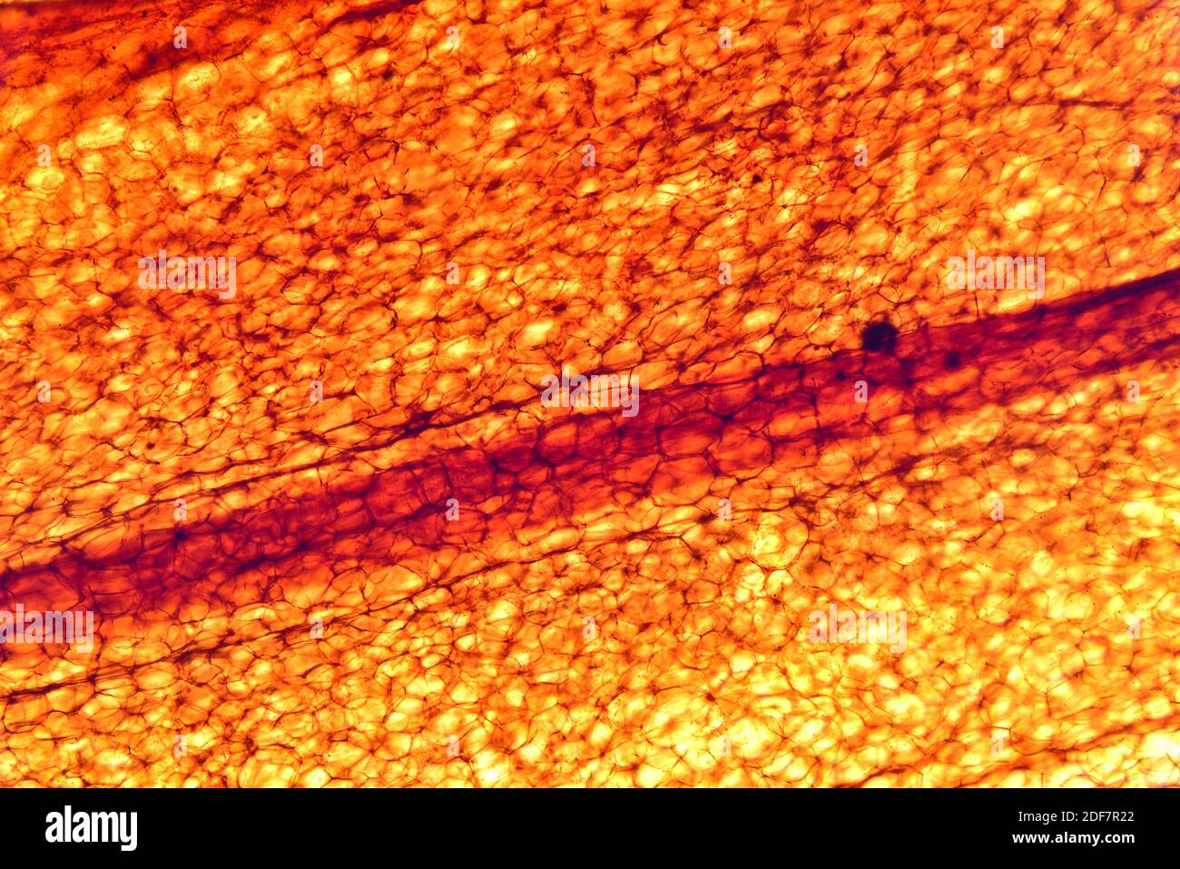 Simple squamous epithelium hi-res stock photography and images - Alamy