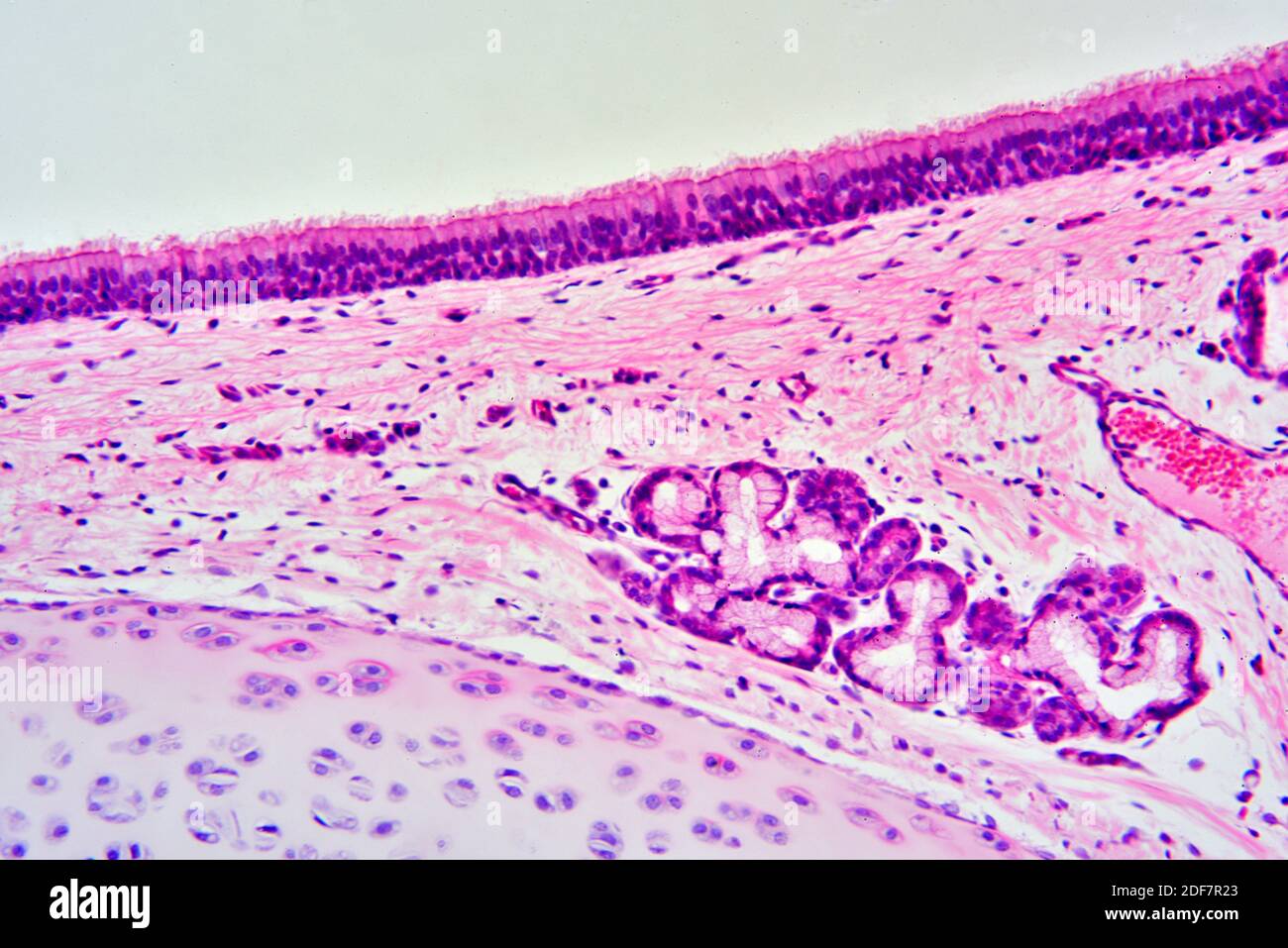 Ciliated Epithelium High Resolution Stock Photography and Images - Alamy