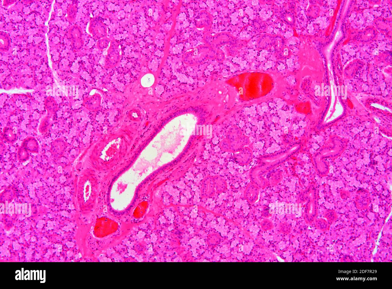Glandular micrograph High Resolution Stock Photography and Images - Alamy