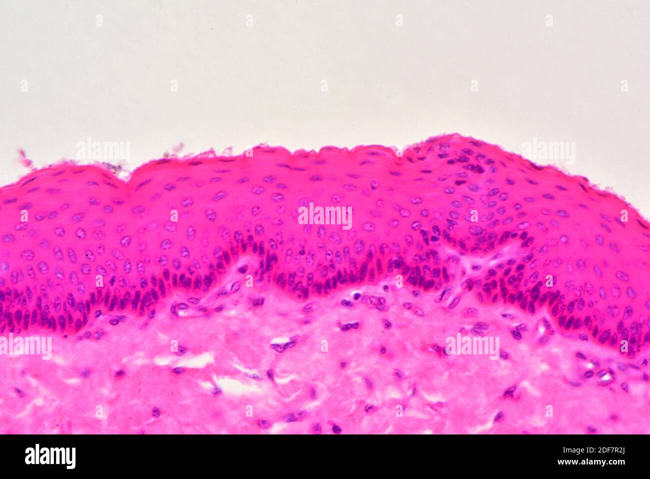 Epithelium Micrograph High Resolution Stock Photography and Images - Alamy