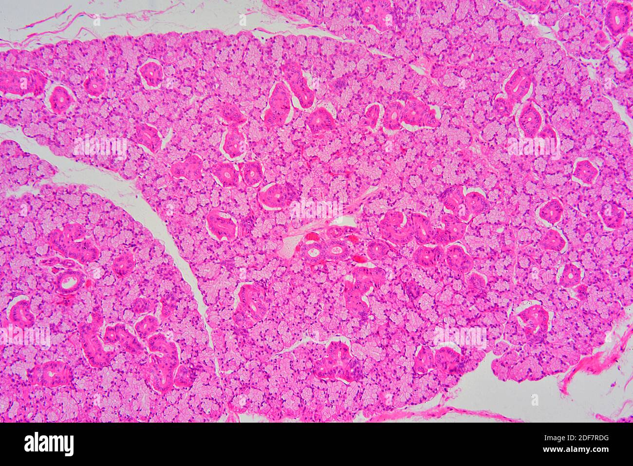 Saliva gland duct hi-res stock photography and images - Alamy