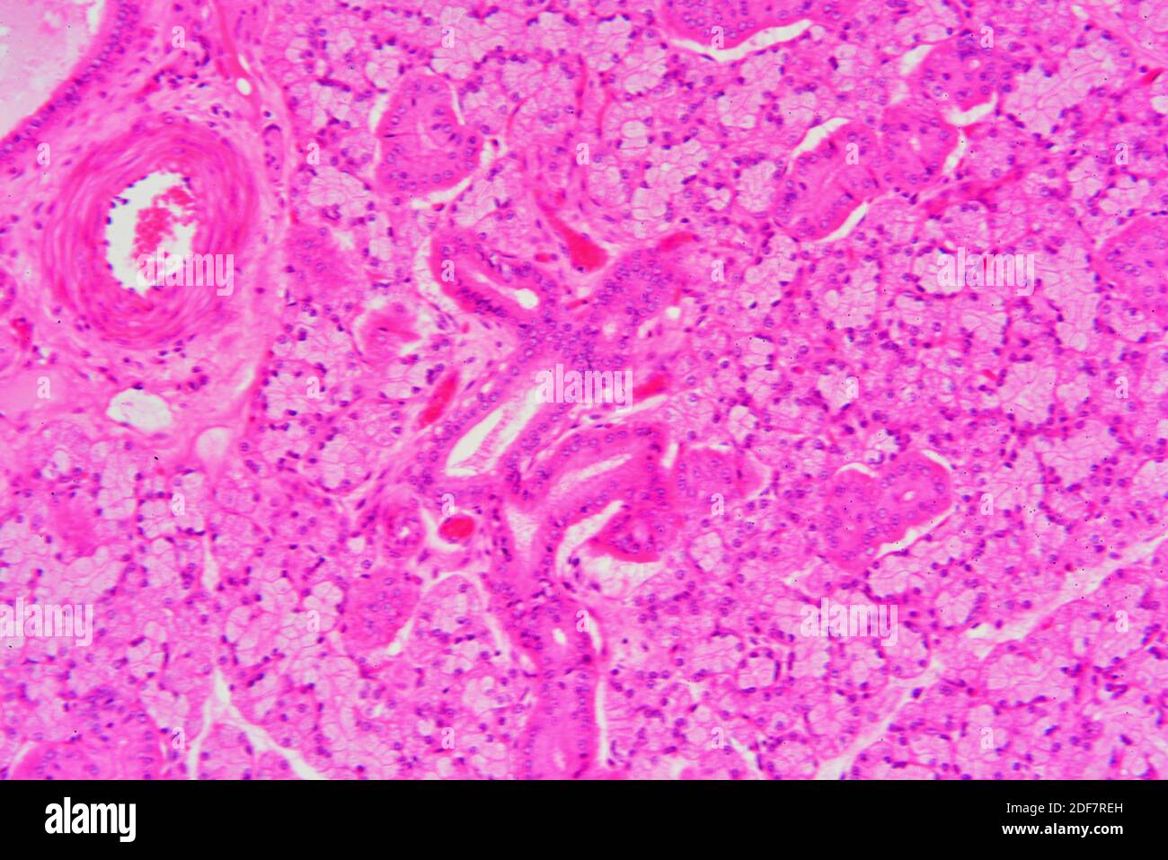 Blood Vessel Light Micrograph High Resolution Stock Photography and ...