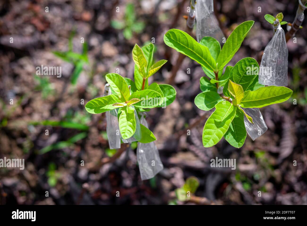 Tree seedlings nursery hi-res stock photography and images - Alamy
