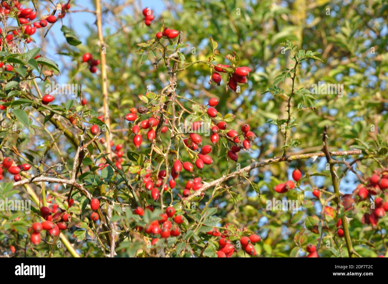Brittany hedge hi-res stock photography and images - Alamy