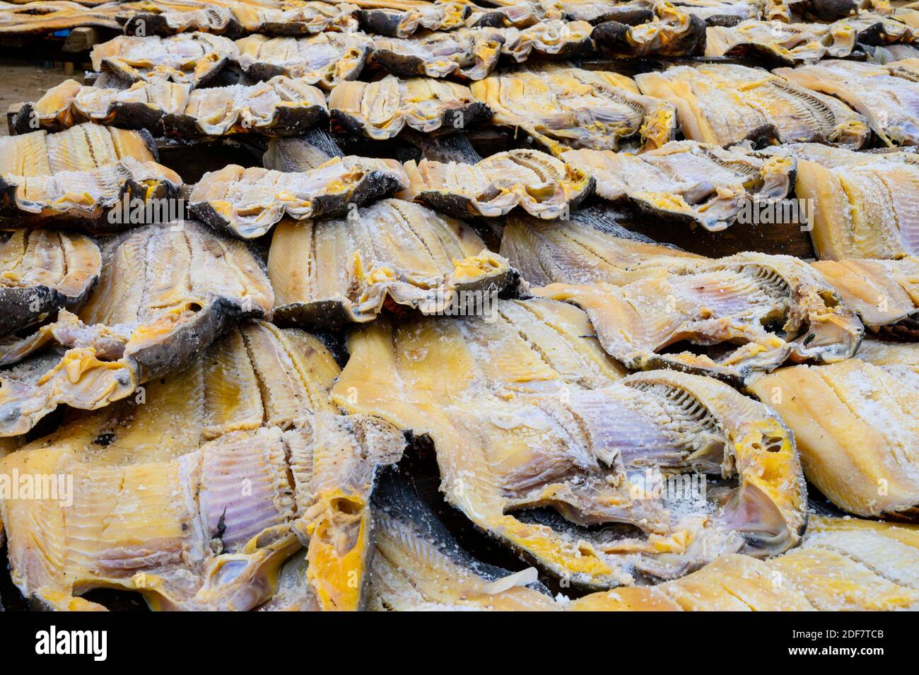 Gabon, moyen Ogou? district, Lambar?n?, fishes just salted down by the ...