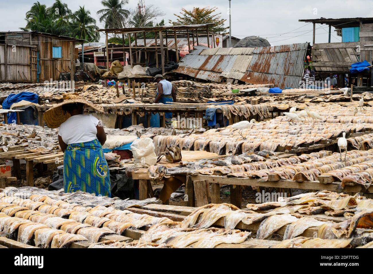 Gabon, moyen Ogou? district, Lambar?n?, fishes just salted down by the ...