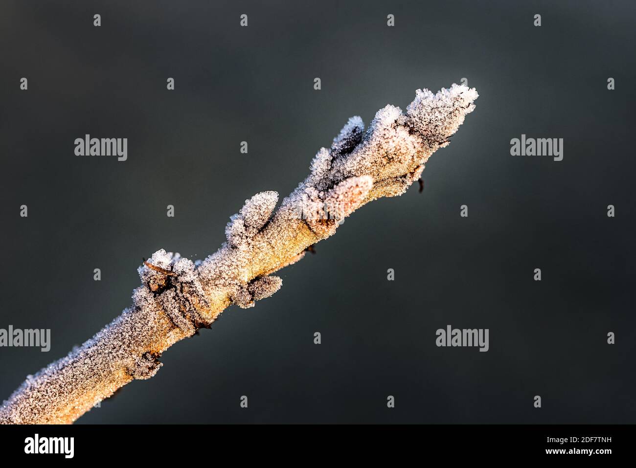 Branches of a tree covered with ice crystals in sunlight hi-res stock ...