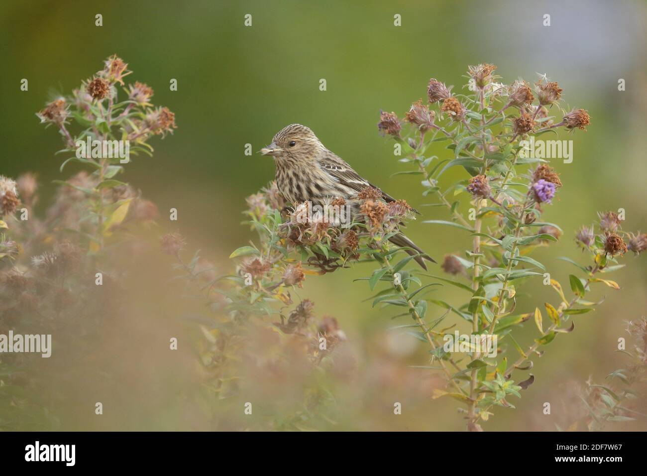 Pine siskin (Spinus pinus) in North America Stock Photo - Alamy