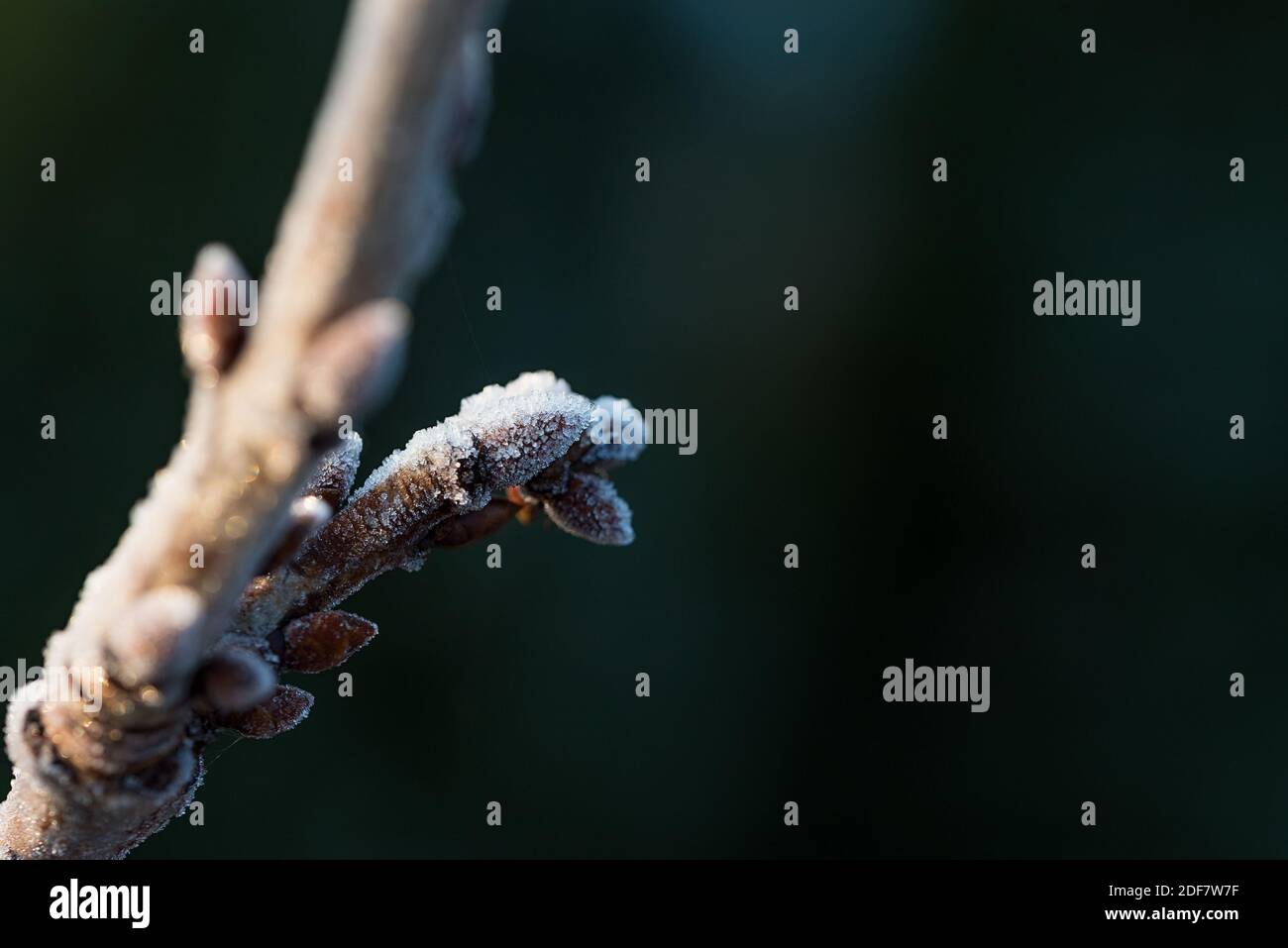 A twig with buds covered with ice crystals - close-up. Frost in the ...