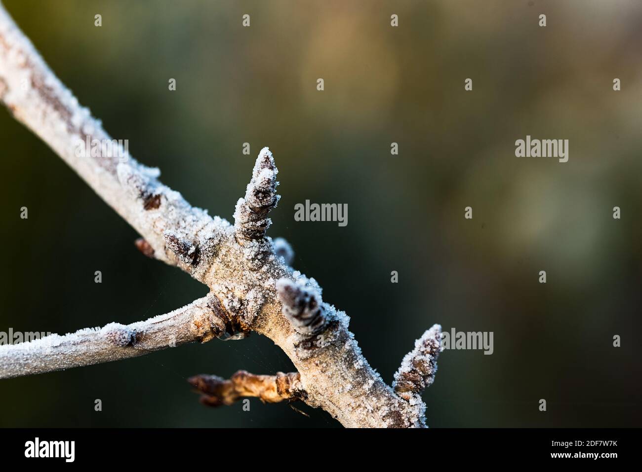 Branches of a tree covered with ice crystals in sunlight hi-res stock ...