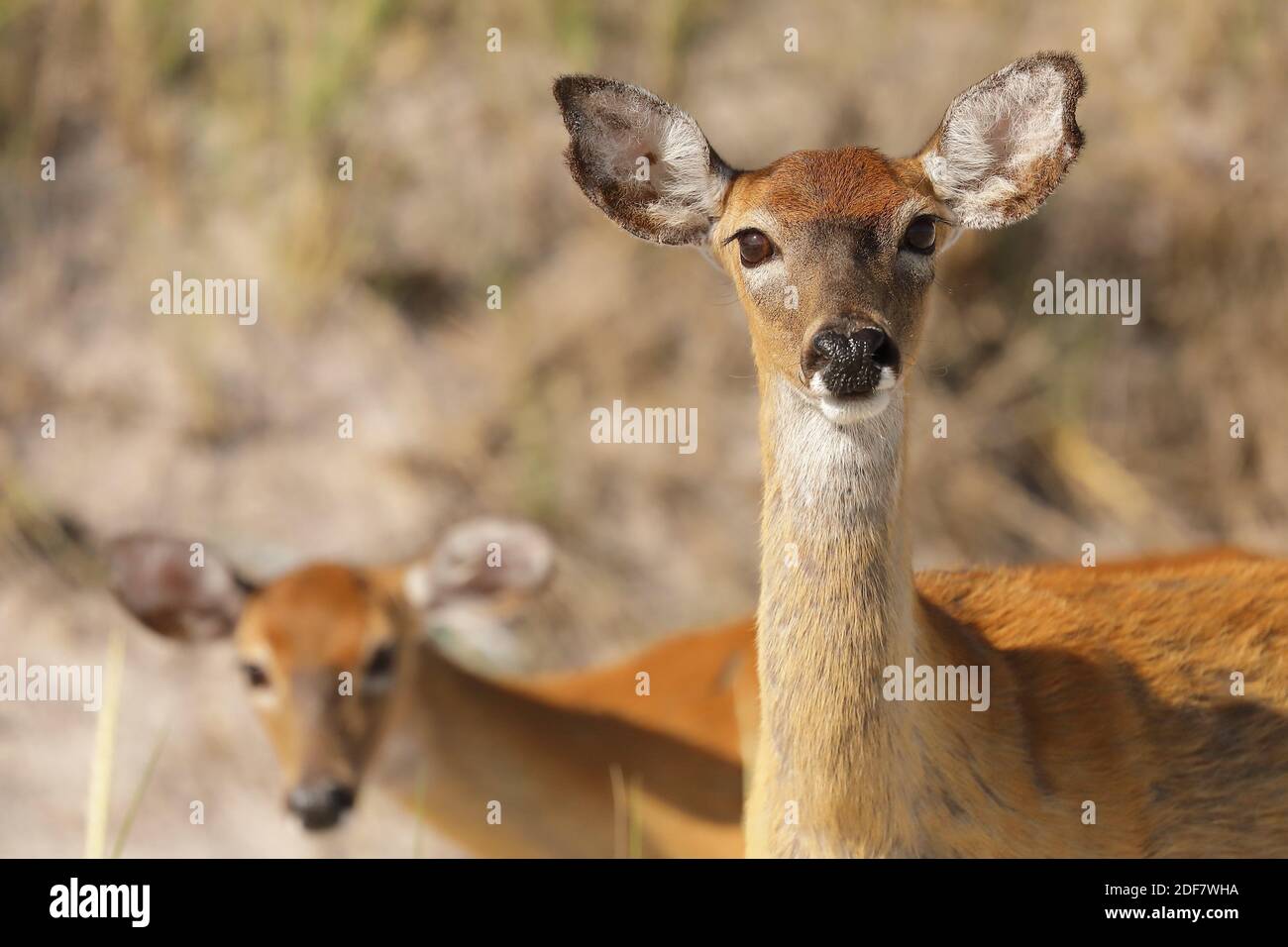Deer island hi-res stock photography and images - Alamy