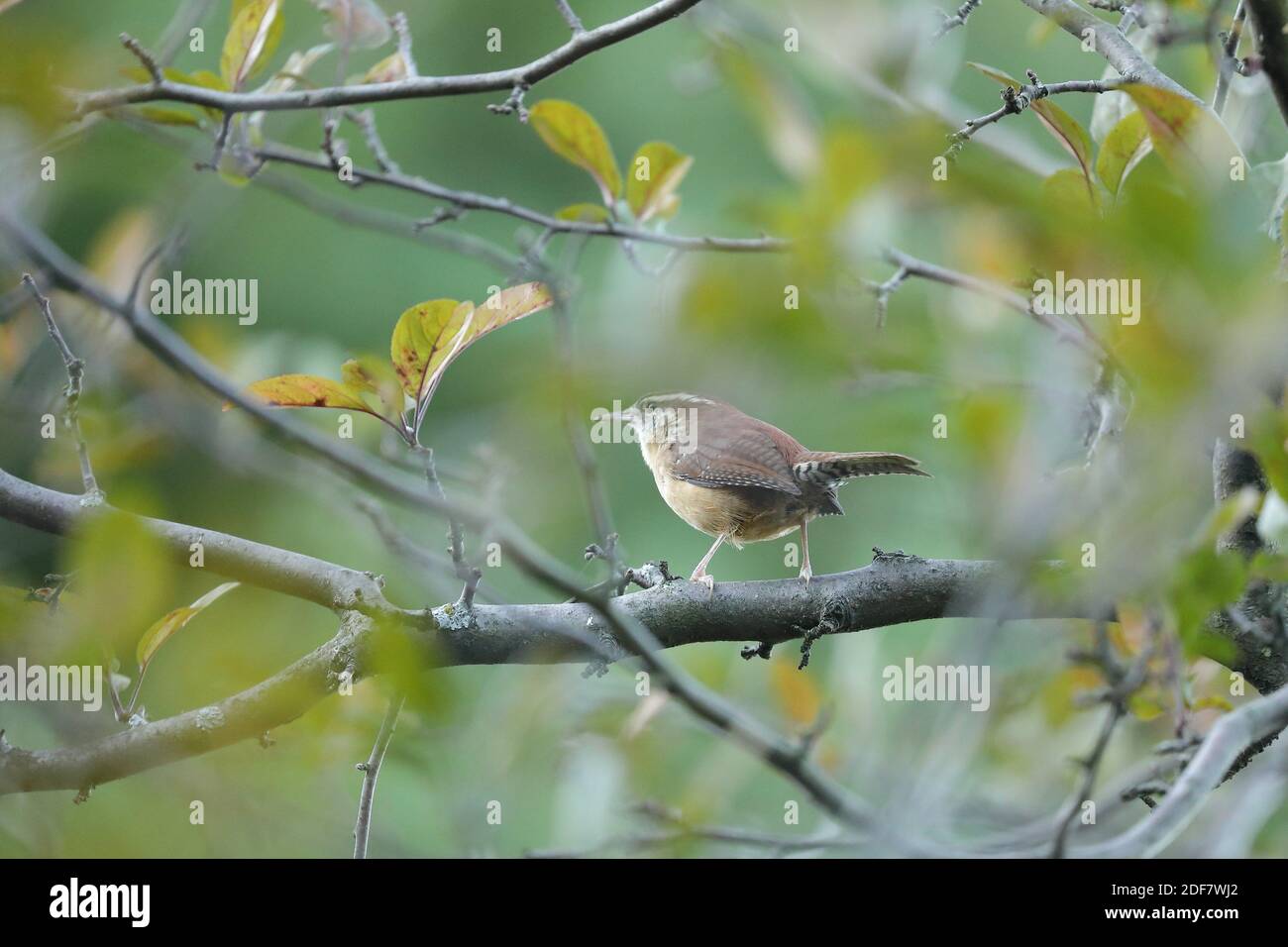 Carolina wren flower hi-res stock photography and images - Alamy