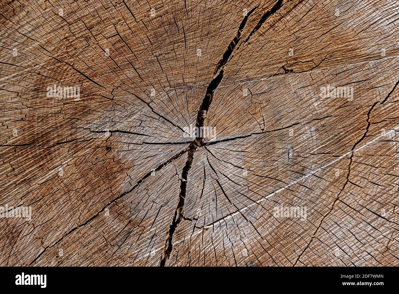 felled tree trunk with structure and cracks Stock Photo - Alamy