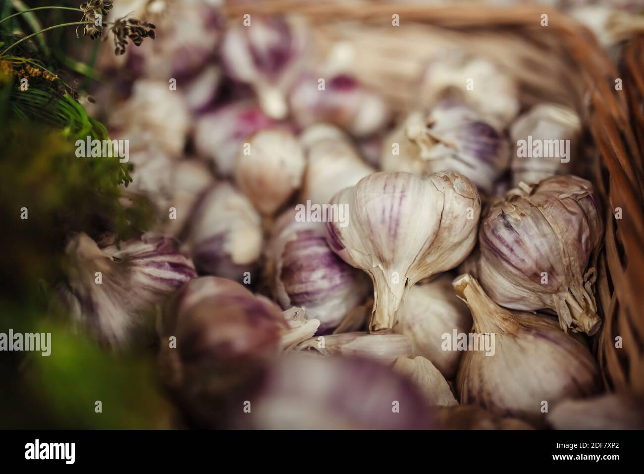 Garlic. background image. for advertising insert text Stock Photo - Alamy