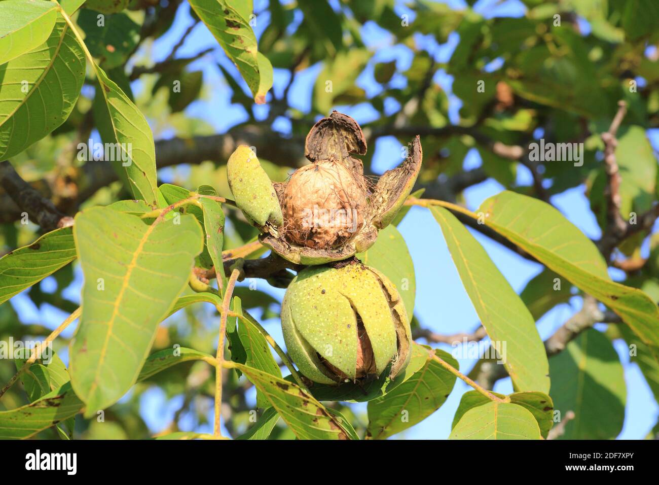 Walnut grenoble hi-res stock photography and images - Alamy