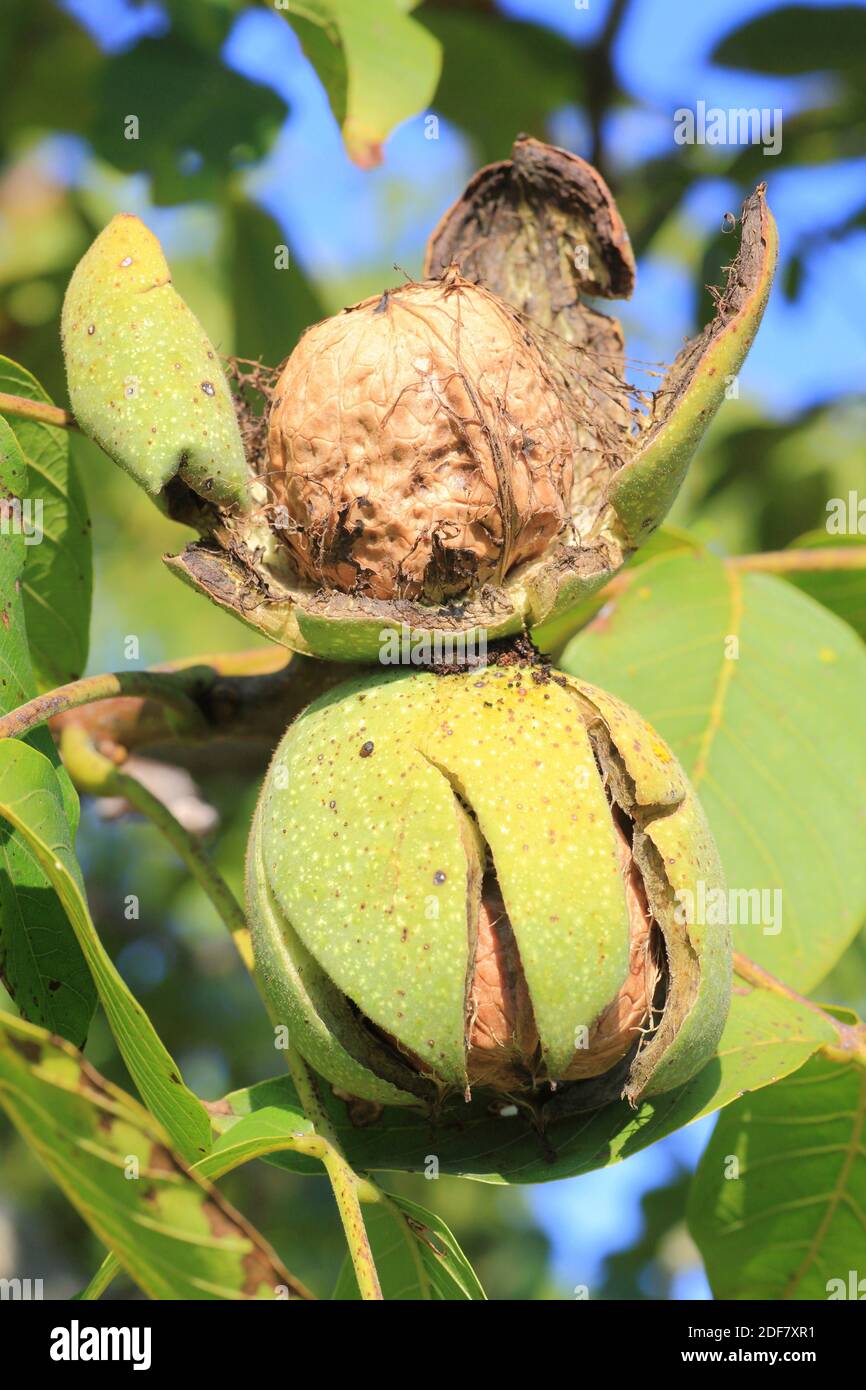 Walnut grenoble hi-res stock photography and images - Alamy