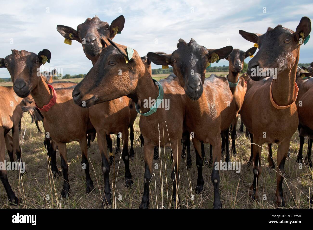 French goat hi-res stock photography and images - Alamy