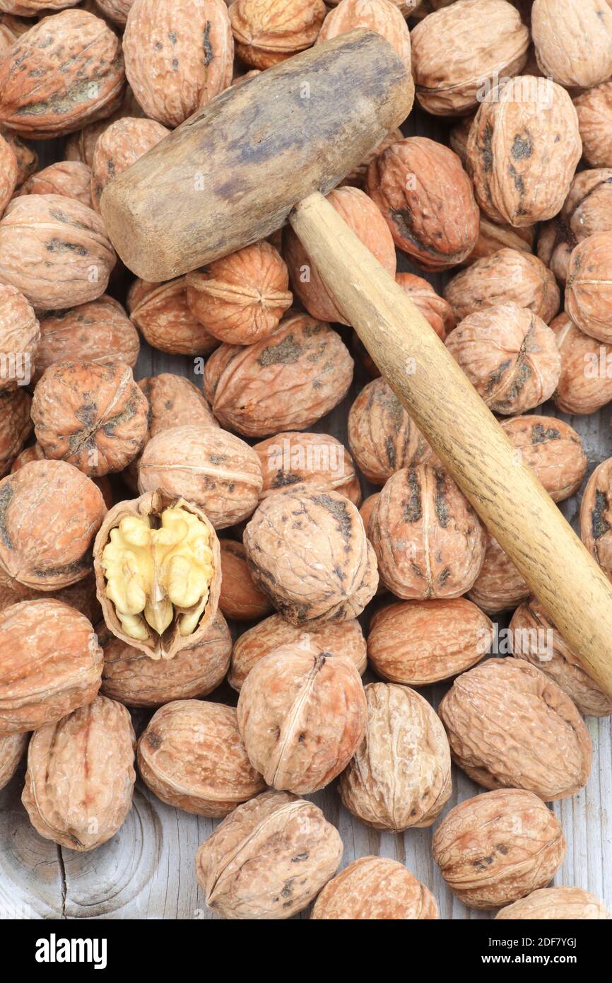 France, Isere, Saint Hilaire du Rosier, cracking organic PDO Grenoble ...