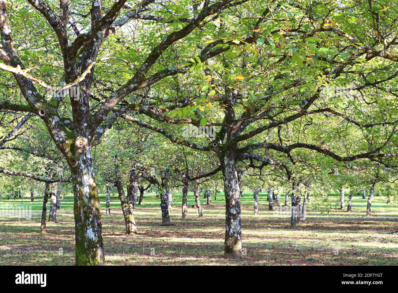 France, Isere, Cognin les Gorges, Michallet farm, walnut grove (orchard ...