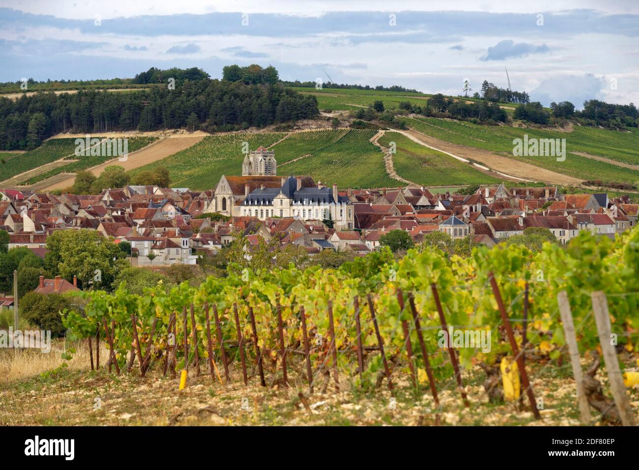 Saint bris vineyard hi-res stock photography and images - Alamy