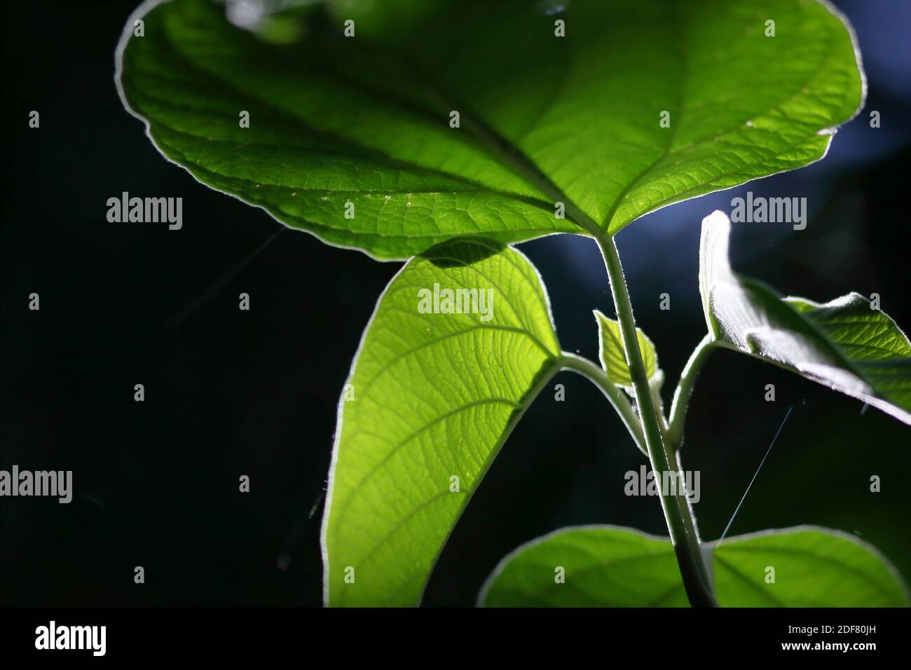 Elliptic leaf hi-res stock photography and images - Alamy