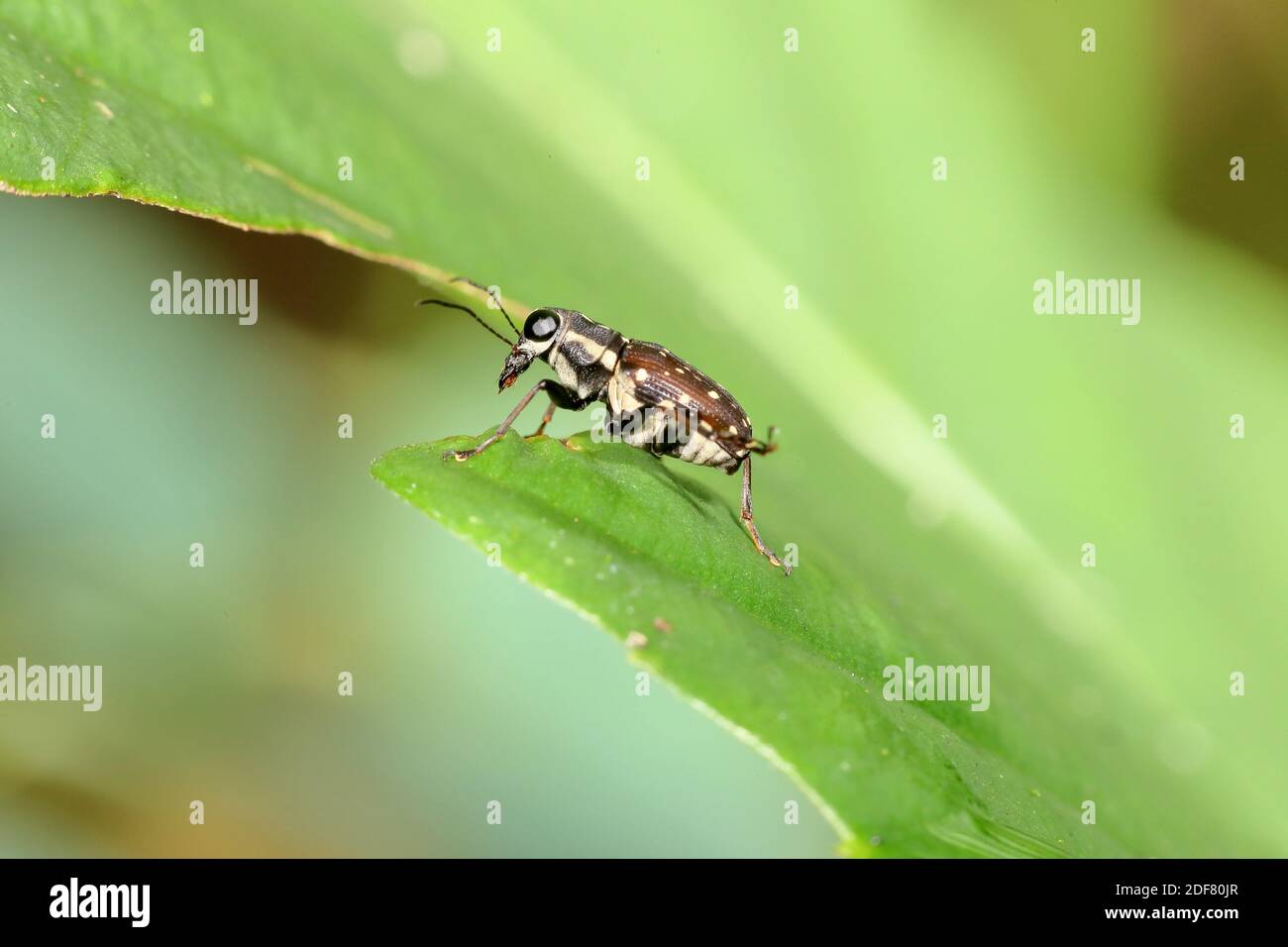 True weevil curculionidae hi-res stock photography and images - Alamy