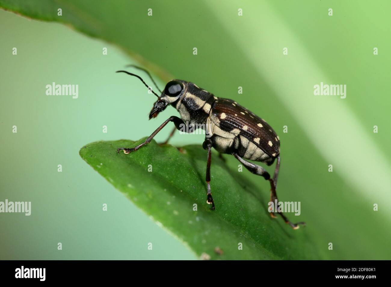 Curculionidae family hi-res stock photography and images - Alamy
