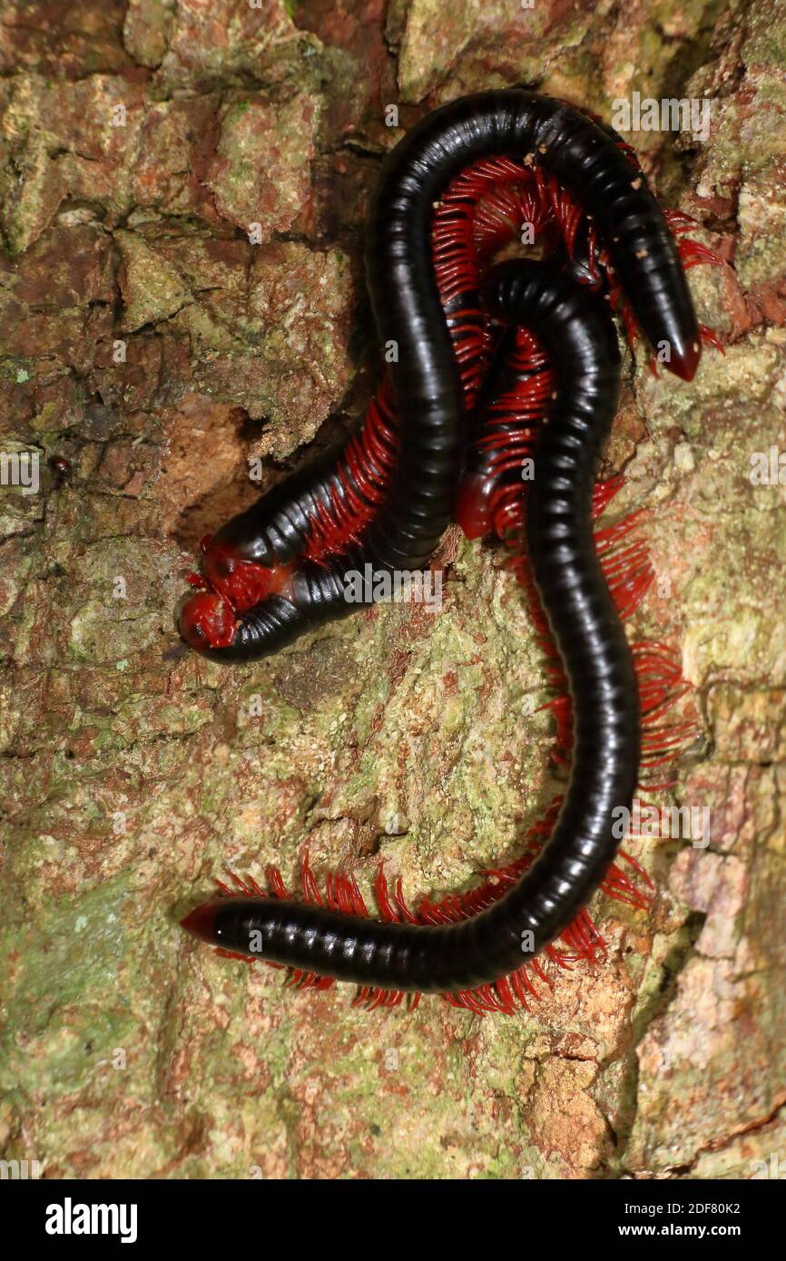 Arthropods Millipedes