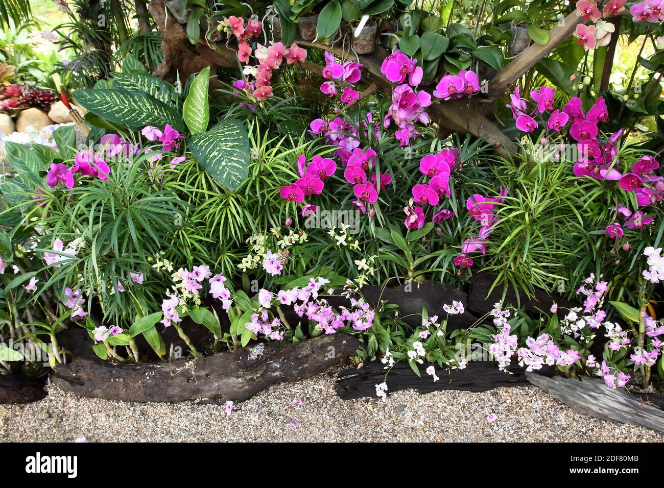 Orchid Flower in the garden, borneo, asia Stock Photo - Alamy