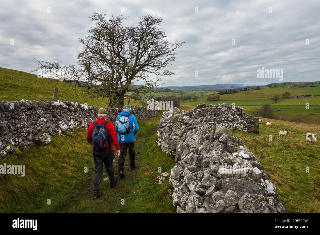 Two walkers walking down a double walled path towards Burnsall in the ...