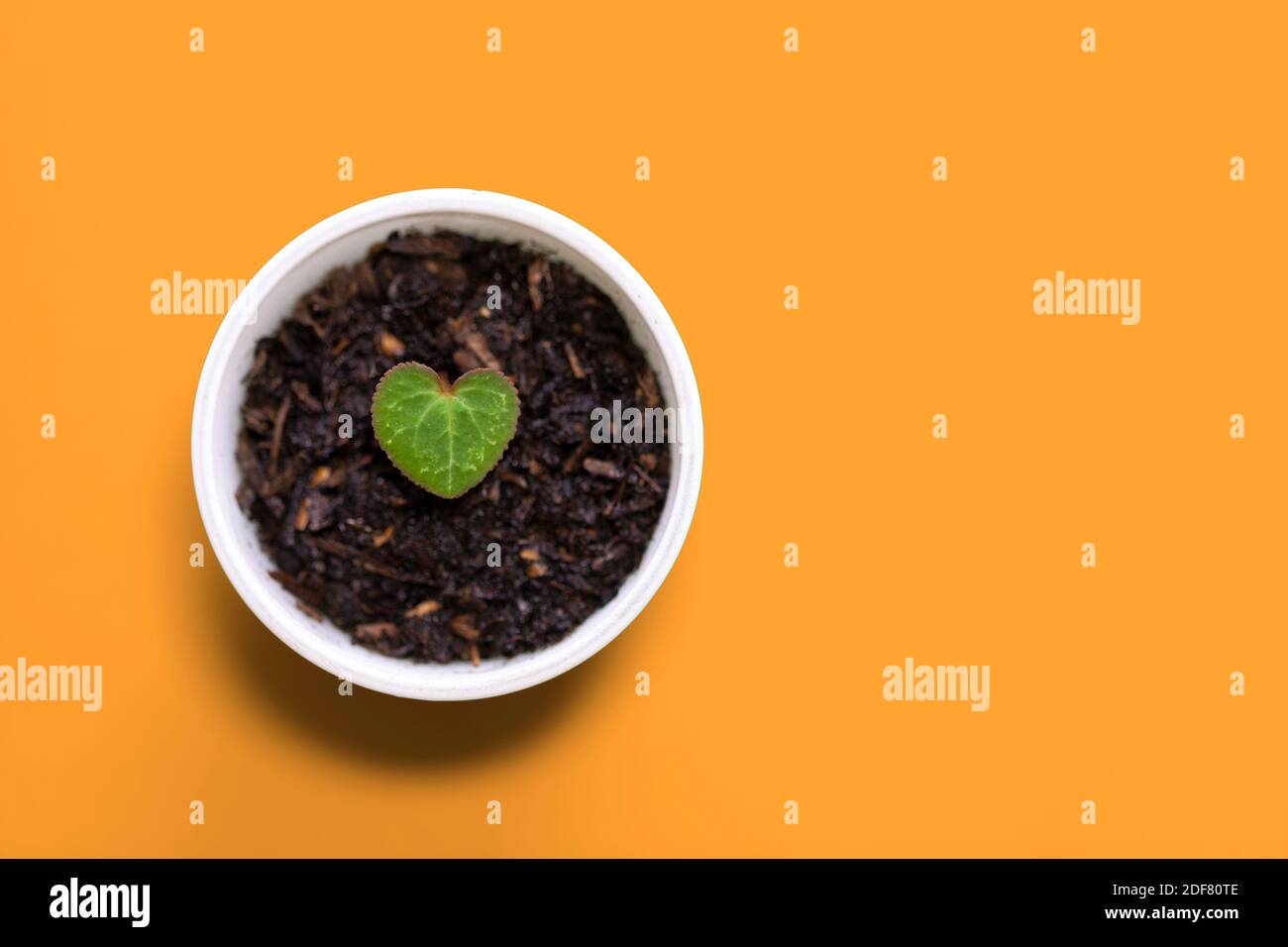 Cyclamen Heart shaped leaf in a tiny white pot Stock Photo - Alamy