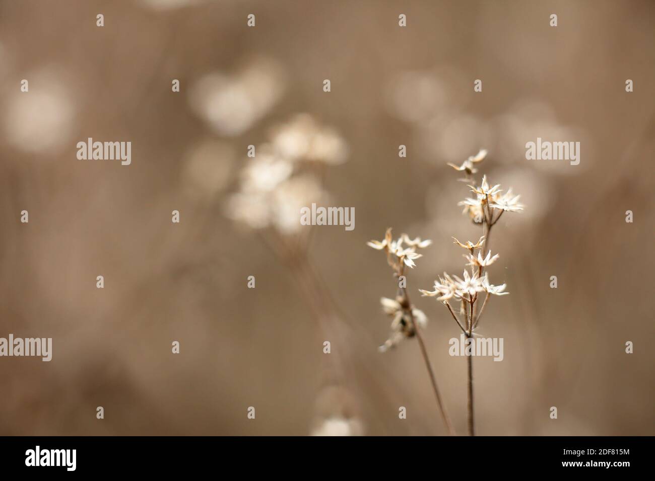 Obtuse leaf apex hi-res stock photography and images - Alamy