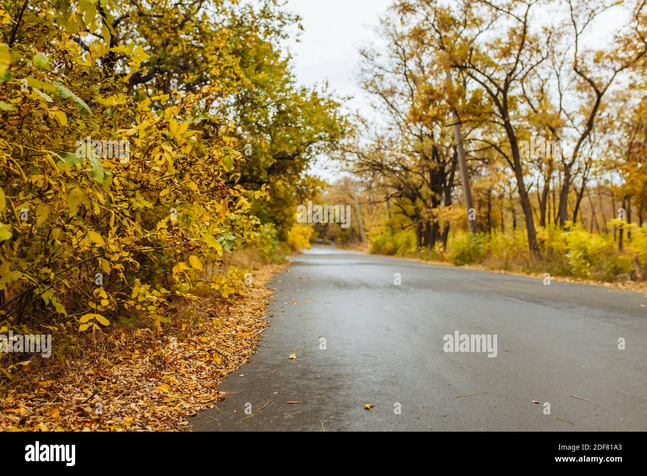Autumn song,the road,the background image for advertisement,a text ...