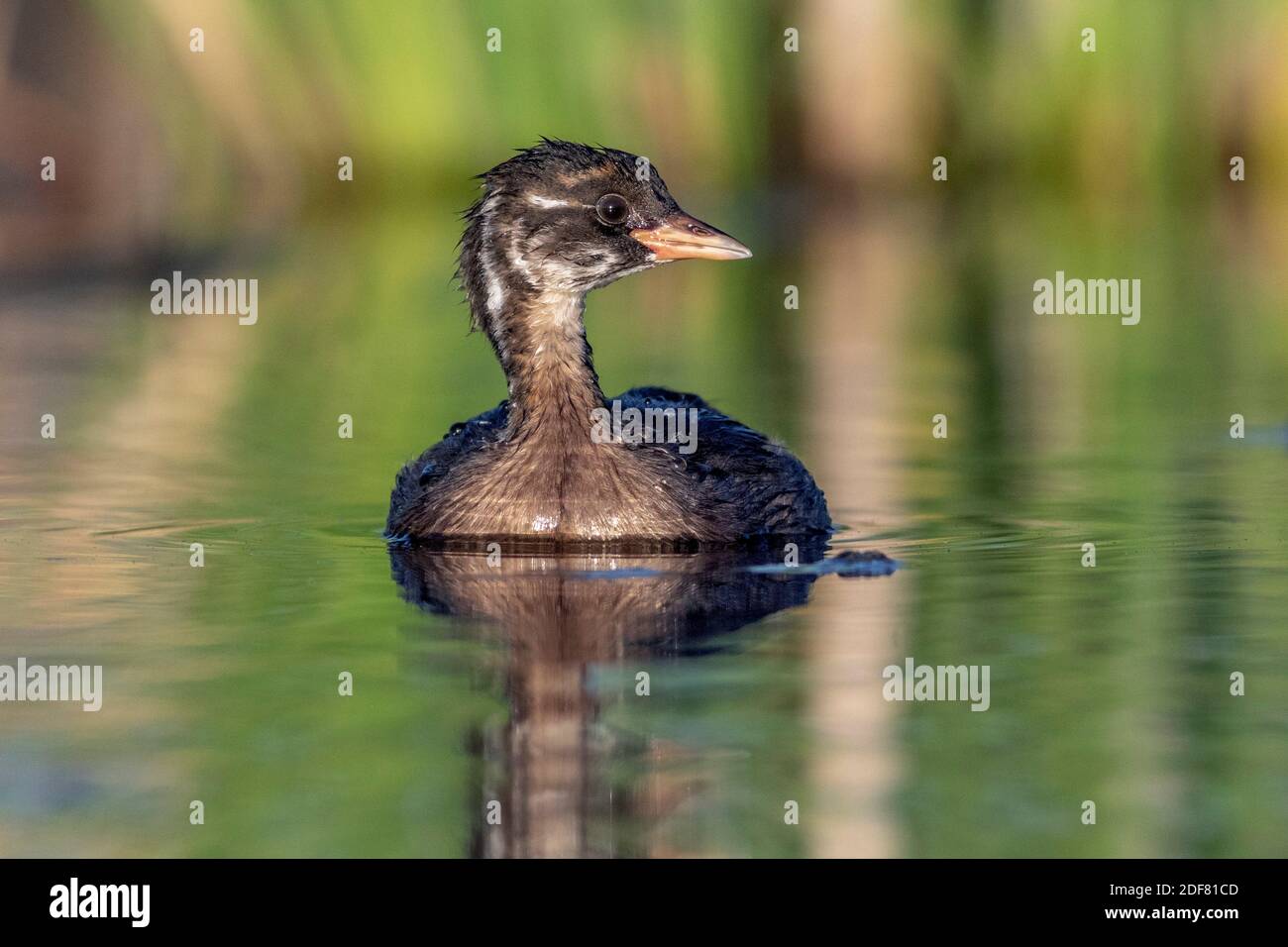 Little grebe chick hi-res stock photography and images - Alamy