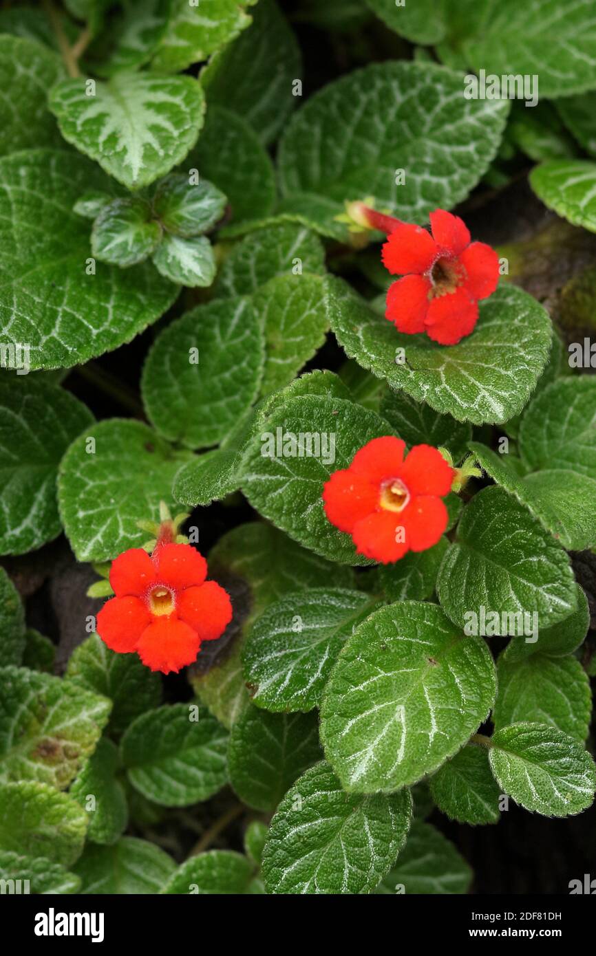 Episcia hi-res stock photography and images - Alamy
