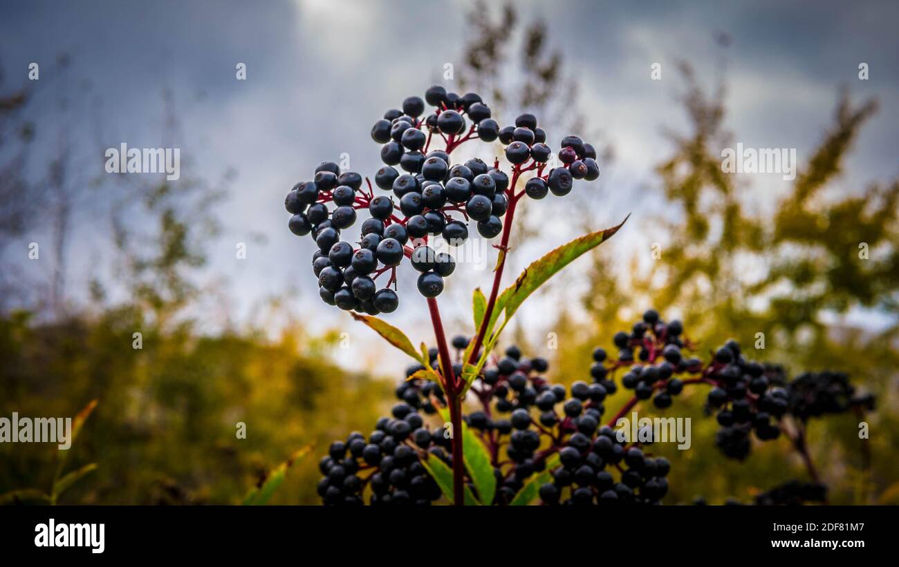 Elderberry bush on the plantation,ripe elderberry in green foliage ...