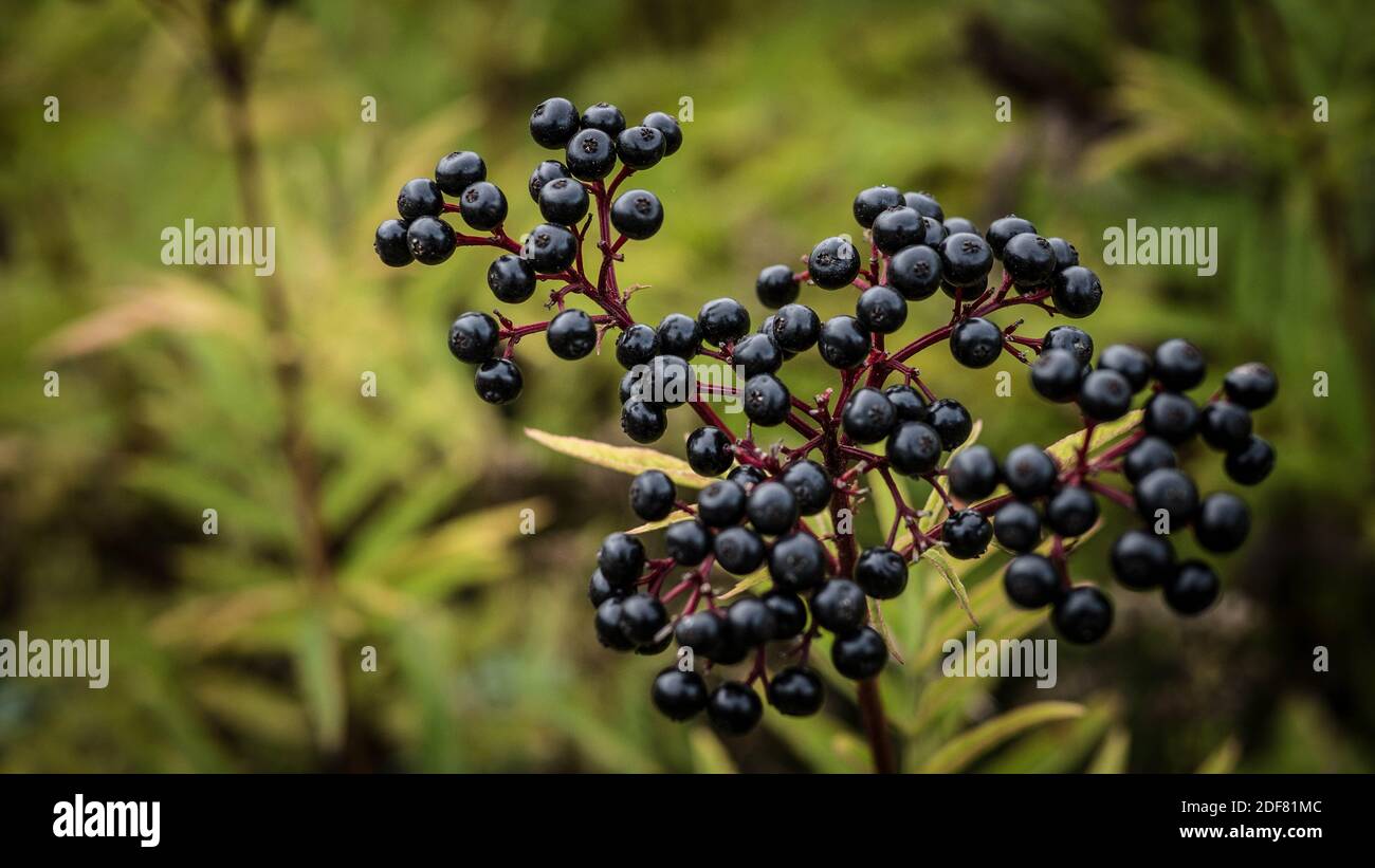 Elderberry bush on a plantation,growing elderberry products.Ripe ...