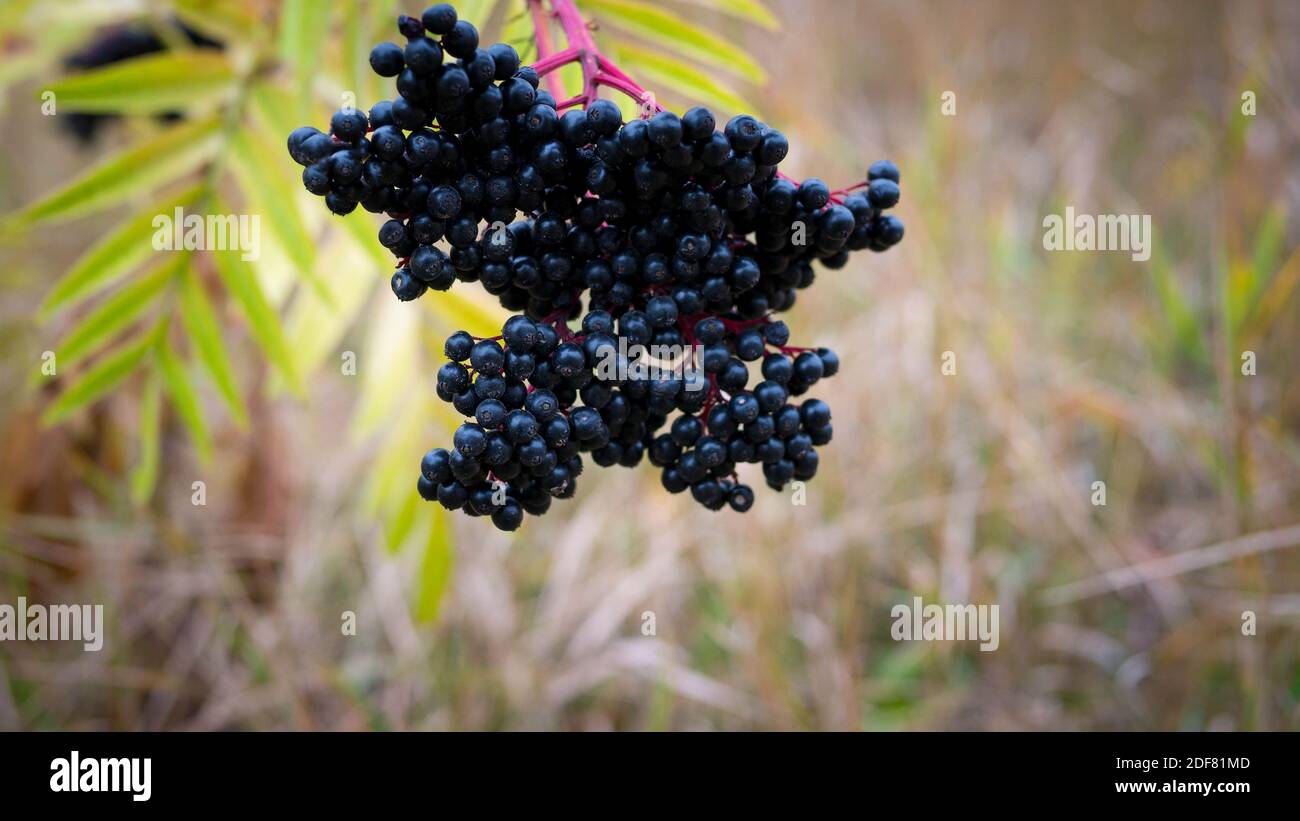 Elderberry bush on a branch, ripe elderberry growing in nature ...