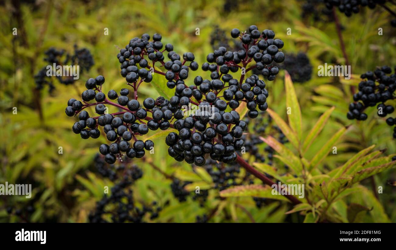 Elderberry bush in green foliage,elderberry close-up,elderberry ...