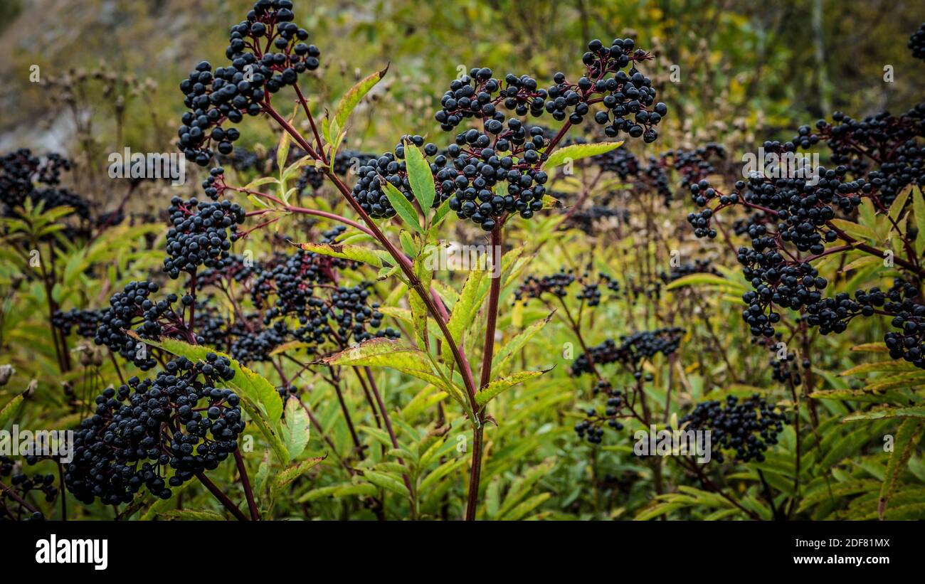 Elderberry bush growing in agriculture,a branch of elderberry berries ...