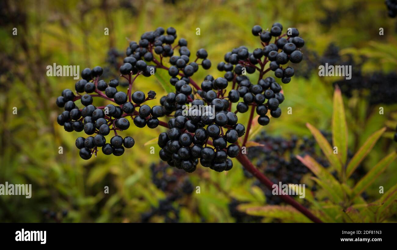 Elderberry bush close-up,elderberry berry Stock Photo - Alamy