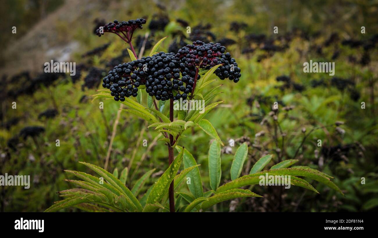 Elderberry branch,ripe elderberry bush on a plantation in agriculture ...